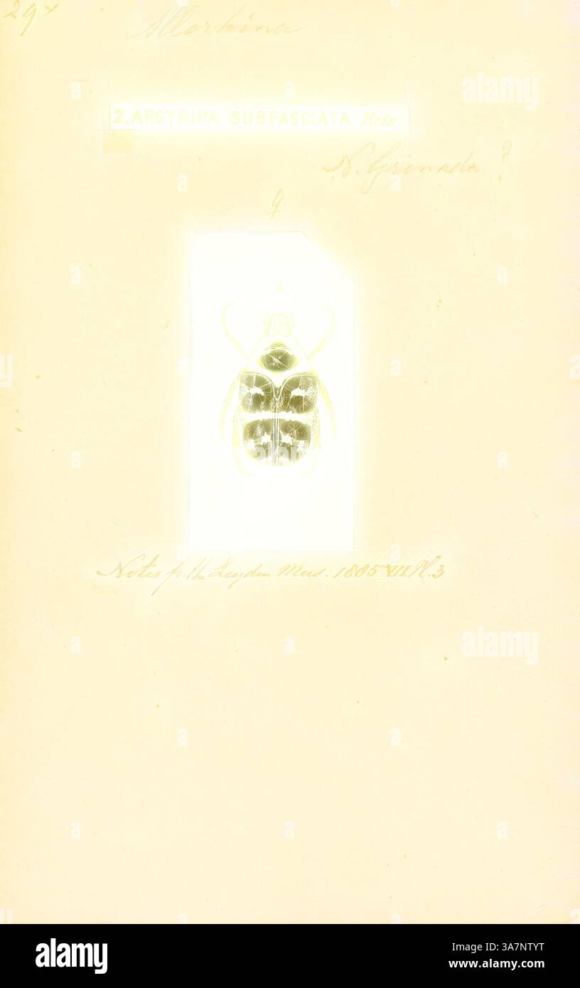 An illustration of a beetle species, featuring detailed markings and a ...