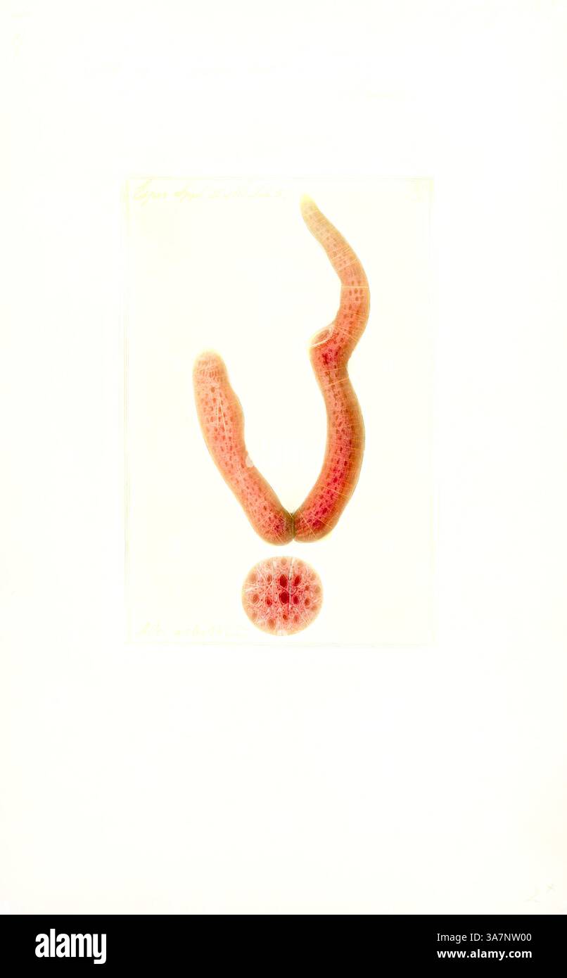 Exhibiting elongated shapes hi-res stock photography and images - Alamy