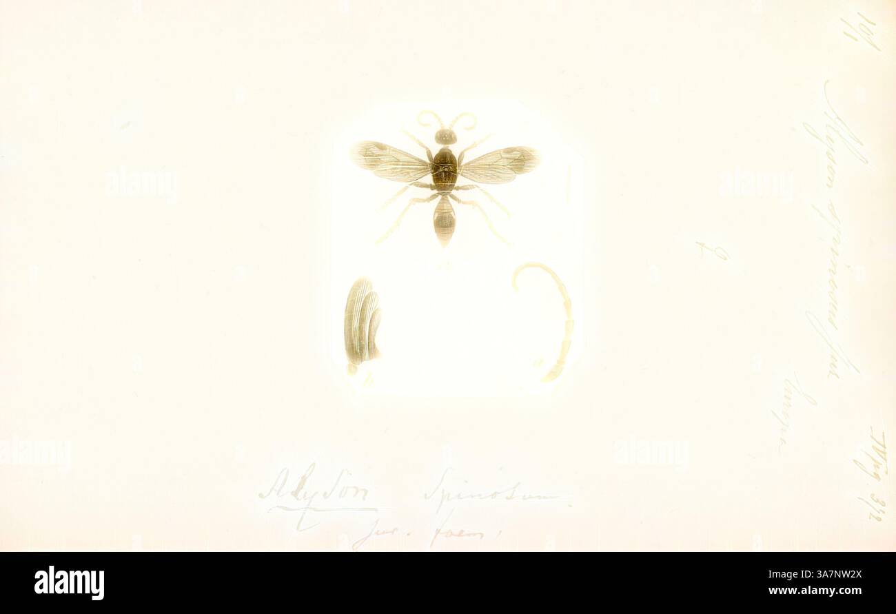 An illustration showcasing an intricately detailed insect, featuring ...