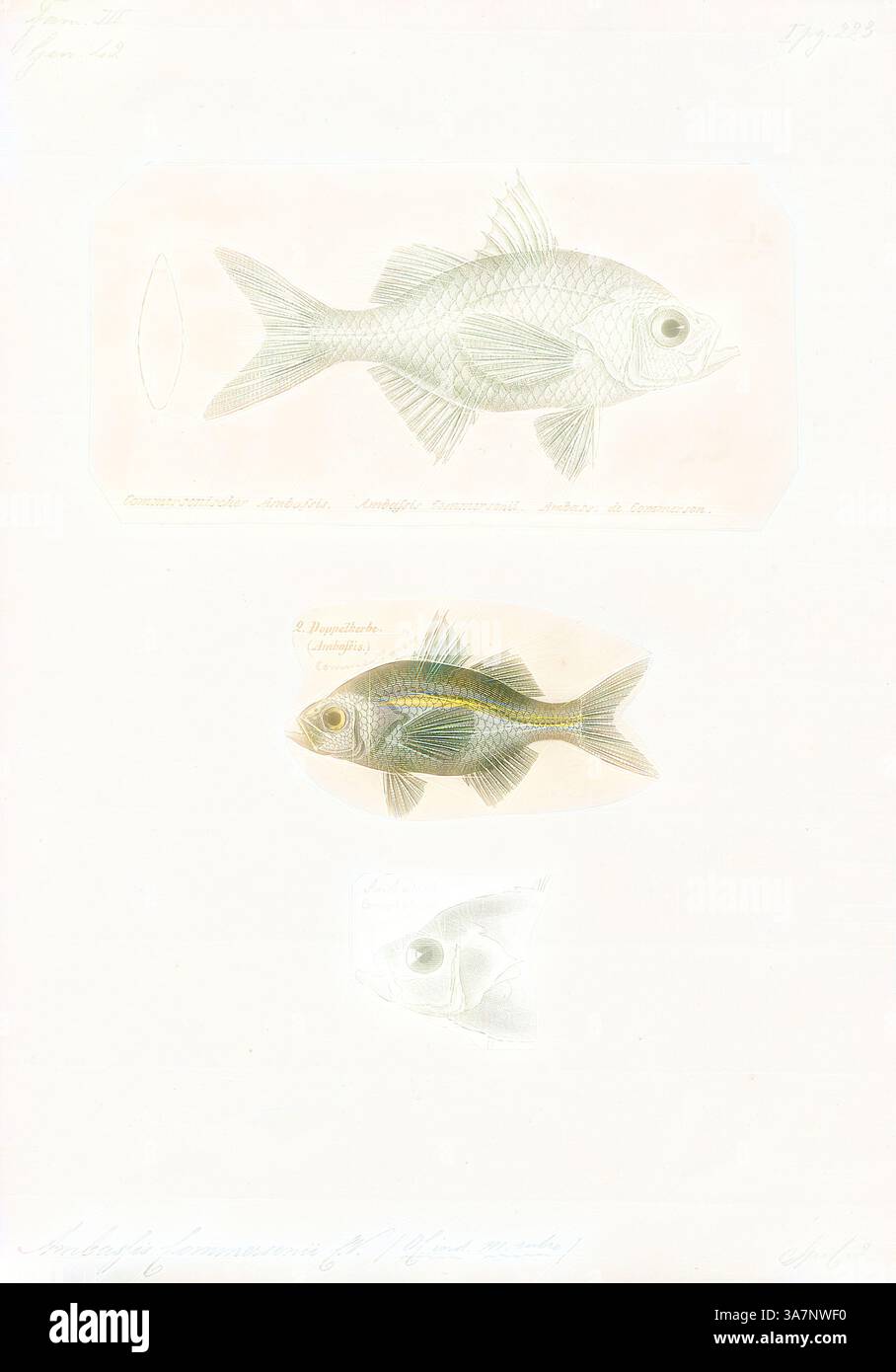 Multiple smaller fish hi-res stock photography and images - Alamy