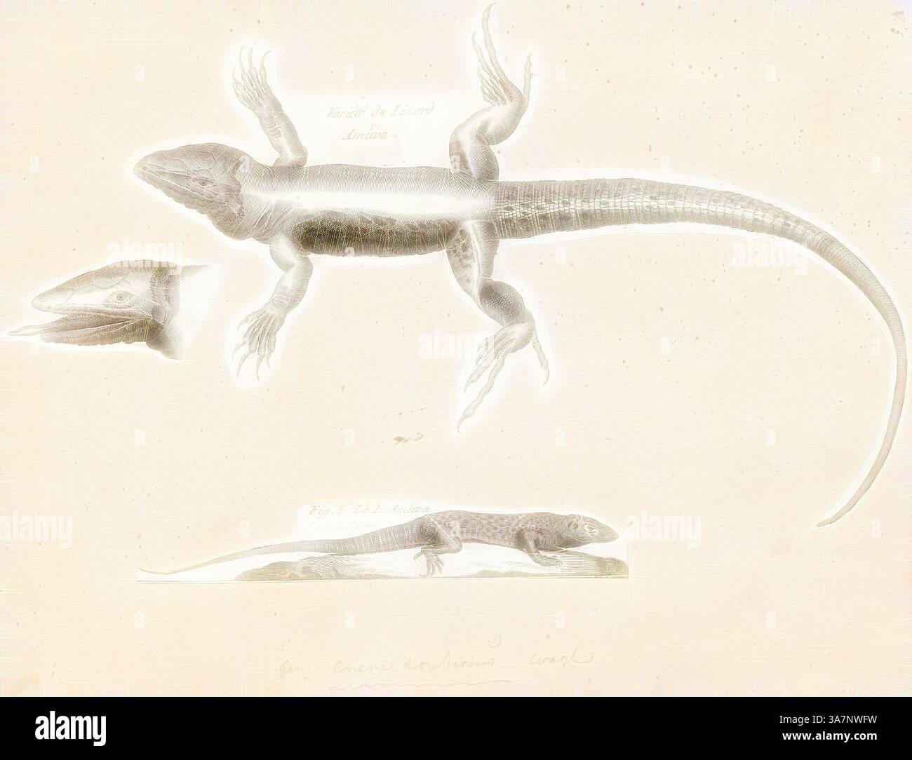 A scientific illustration showcasing a lizard, highlighting its ...