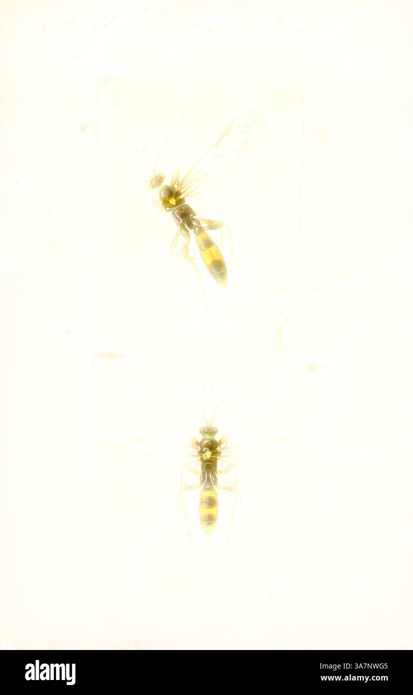 Bottom insect displays hi-res stock photography and images - Alamy