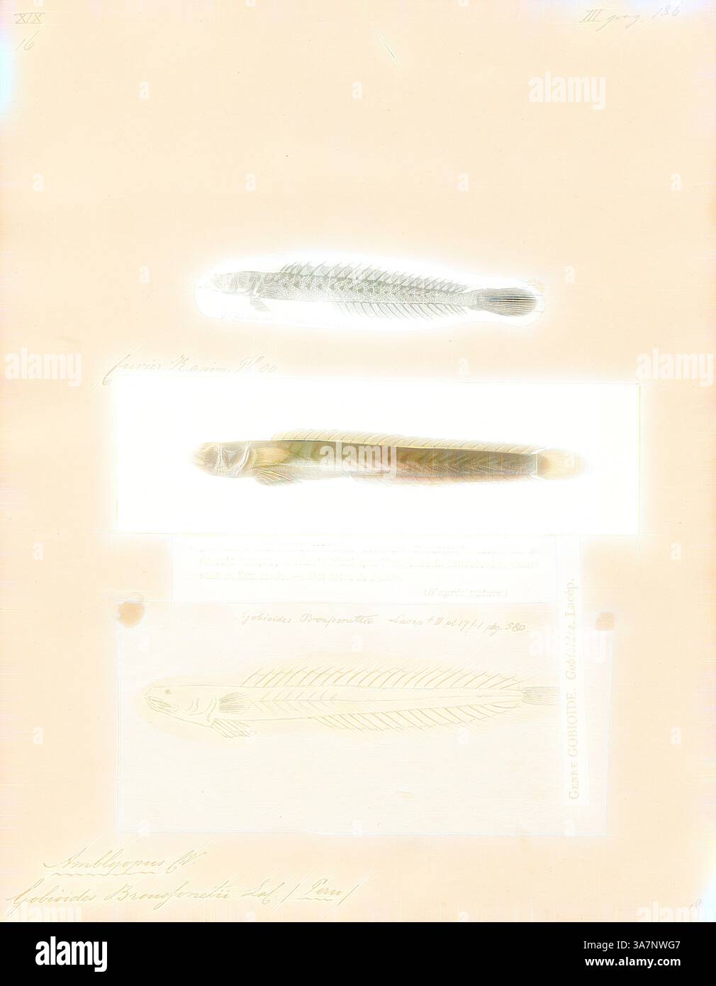 A collection of three fish specimens displayed with their scientific ...