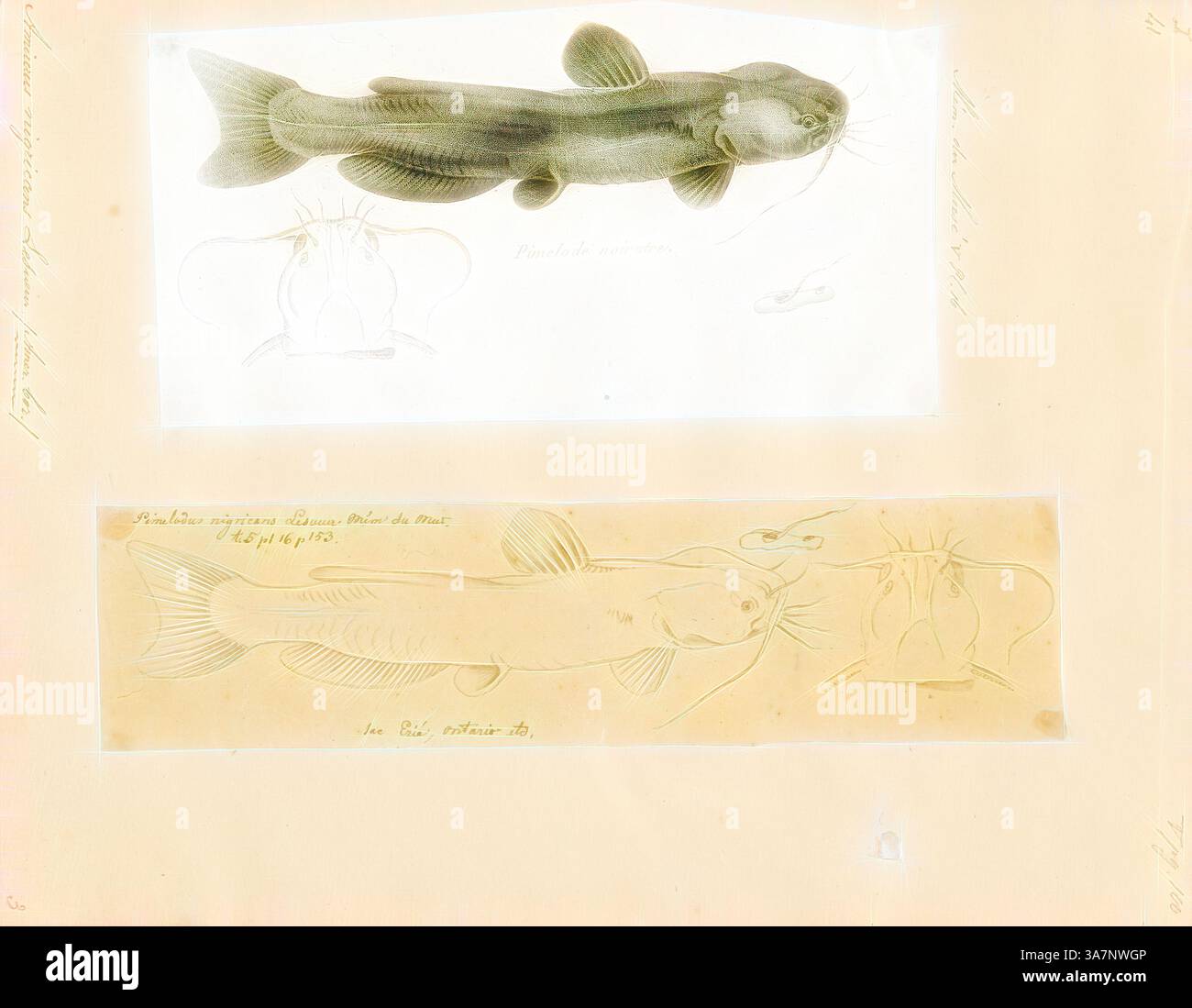 Two detailed illustrations of a species of catfish, showcasing ...