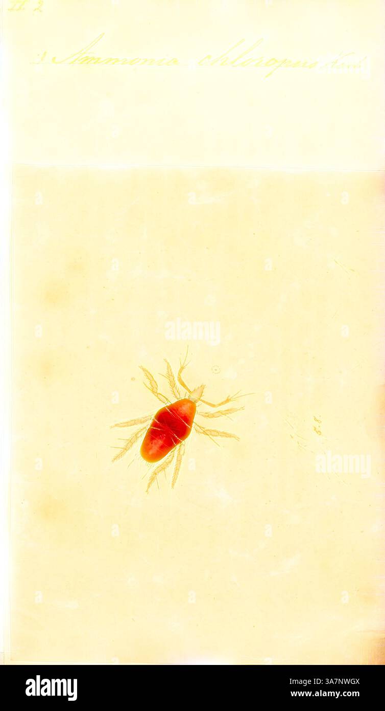 A detailed illustration of a small arachnid, showcasing its distinct ...