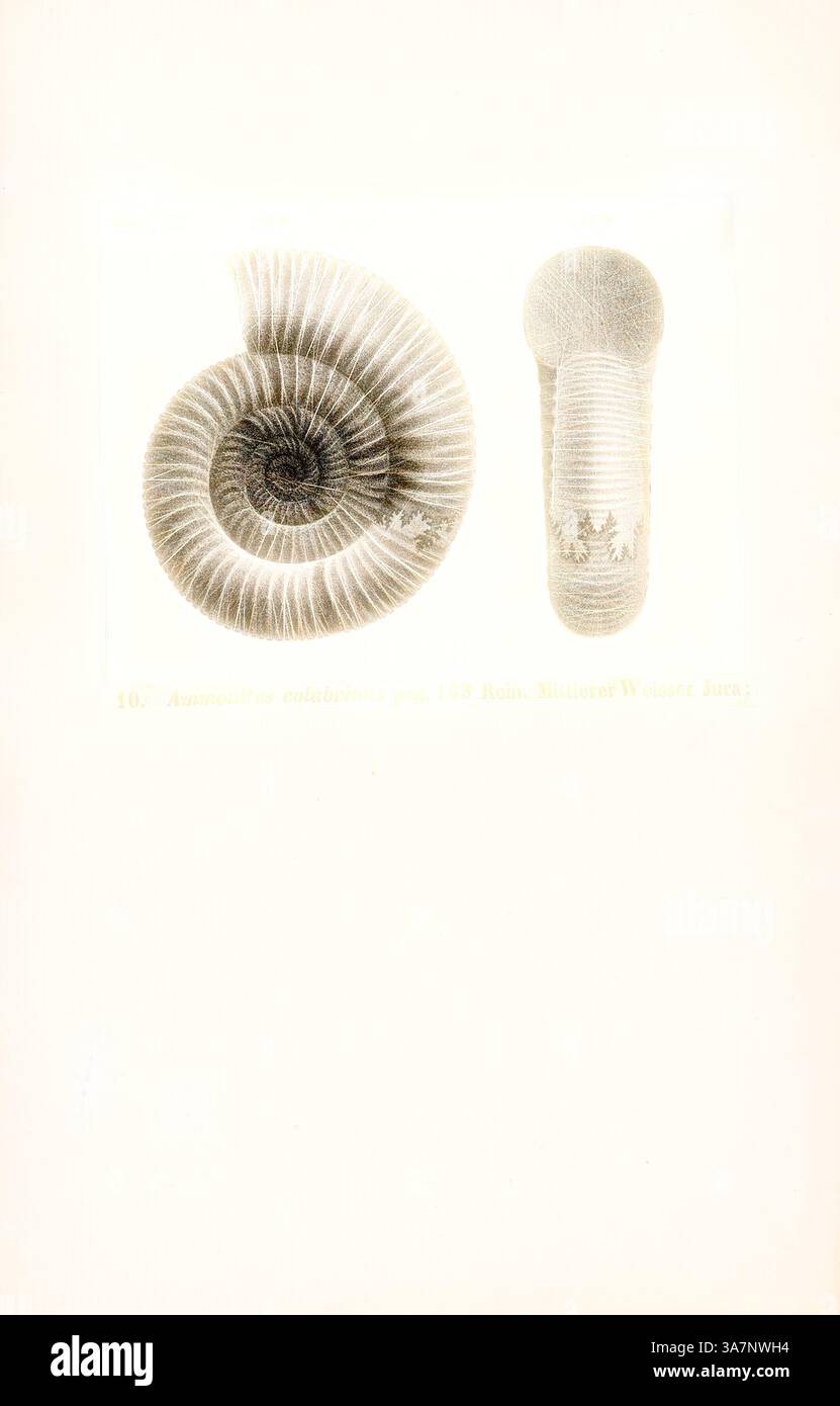 A detailed illustration showcasing two distinct types of ammonite ...