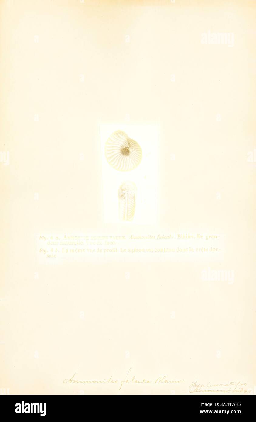 A detailed illustration displaying an ammonite fossil, annotated with ...