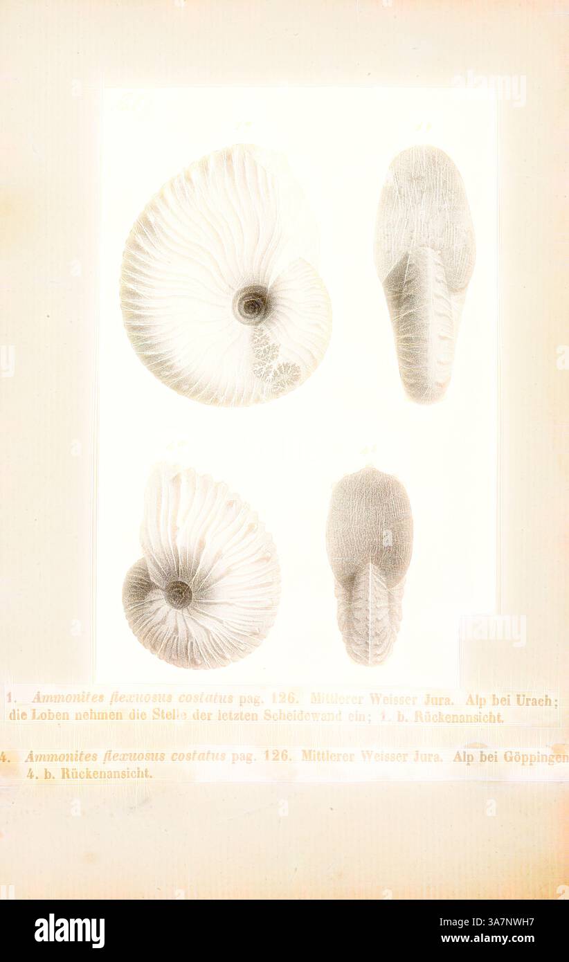 Detailed illustrations of ammonite fossils, showcasing various views of ...