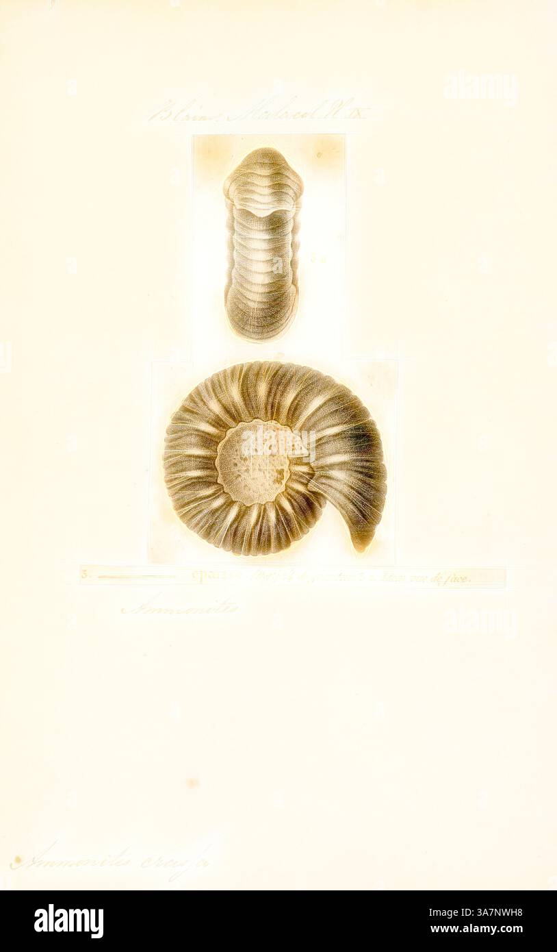 A detailed illustration showcases two distinct shell forms: a linear ...