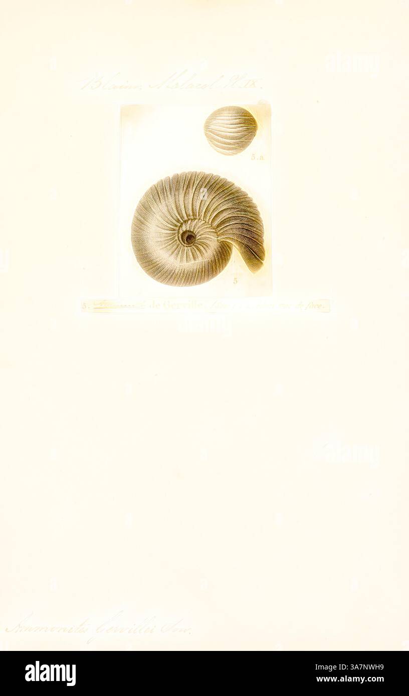 An intricate illustration of two seashells, showcasing their detailed ...