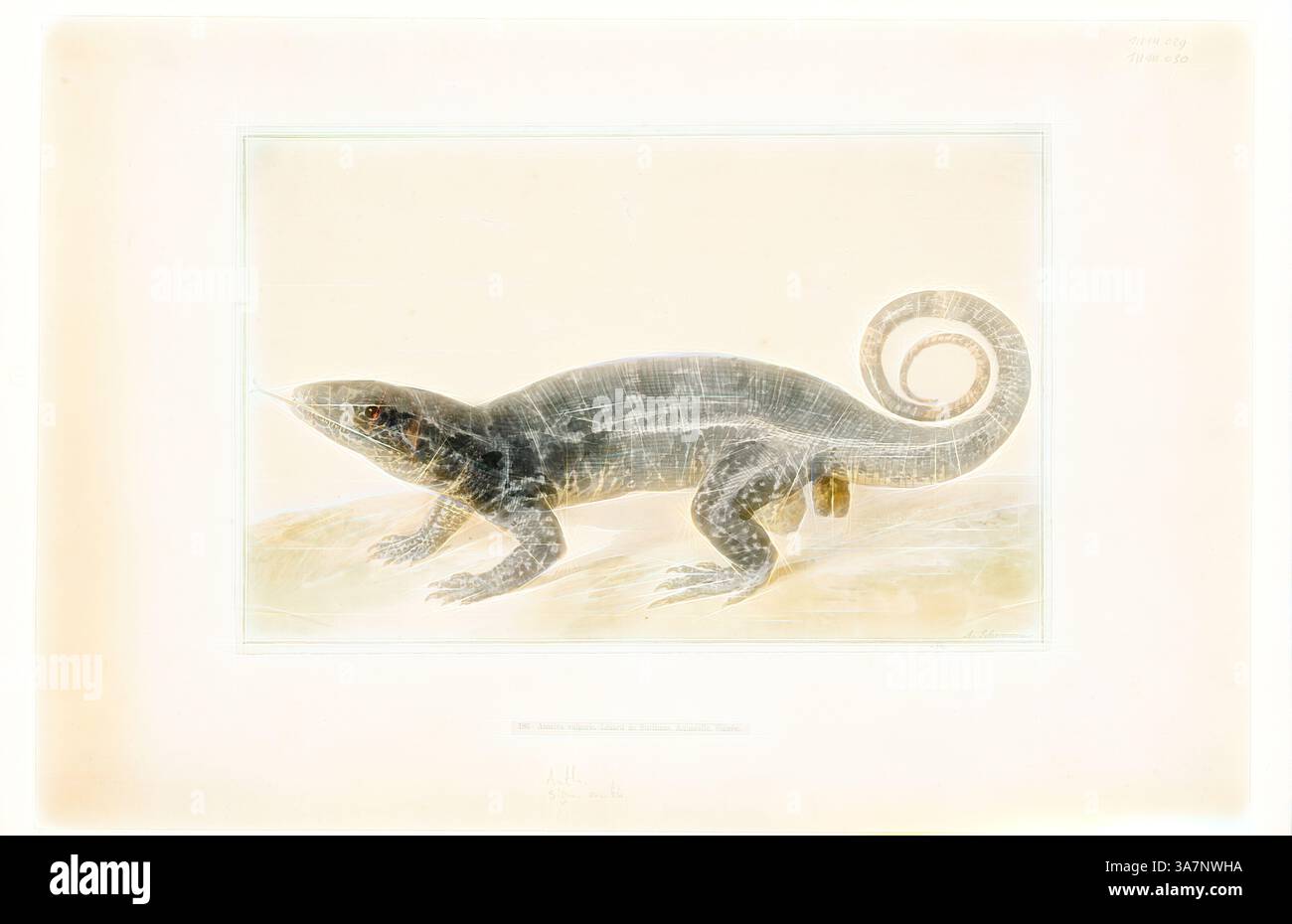 A detailed illustration of a lizard-like creature, featuring a ...