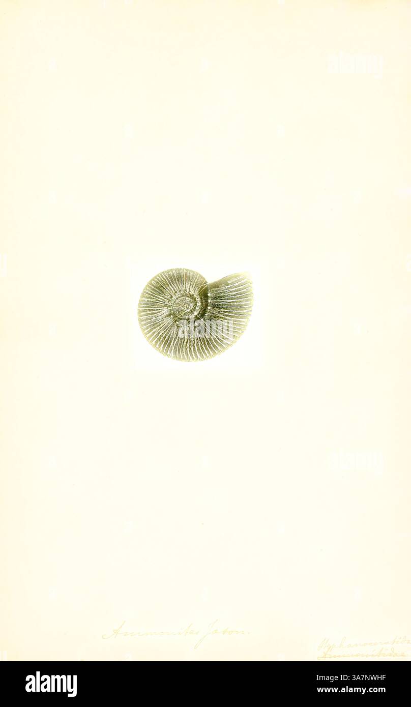 A detailed illustration of a nautilus shell, showcasing its spiral ...