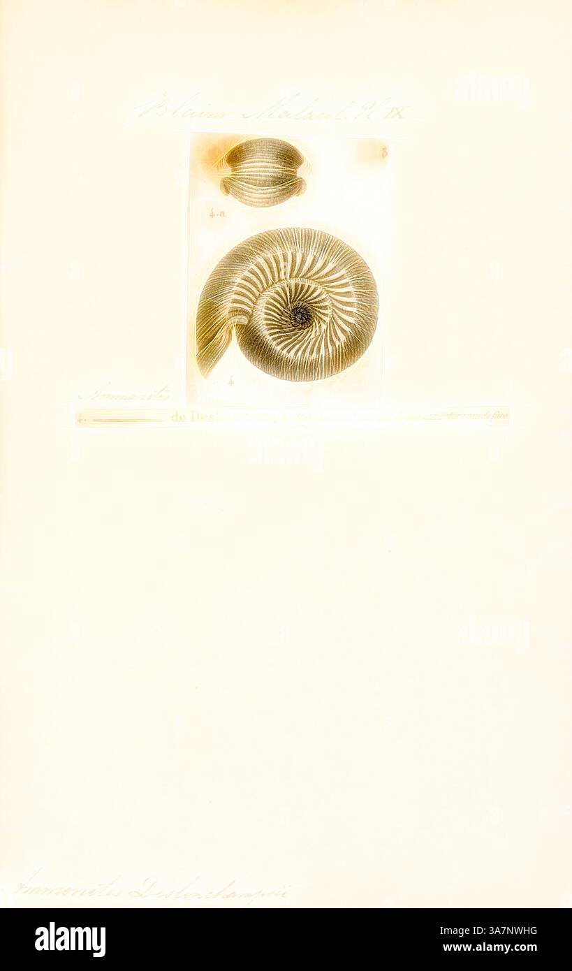An intricate illustration of a nautilus shell, showcasing its spiral ...