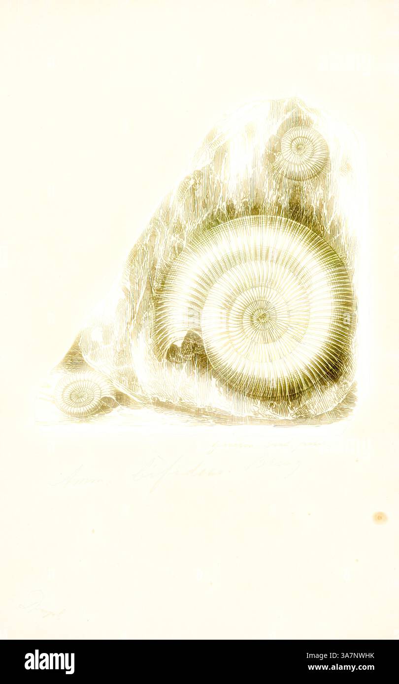 An intricate illustration of a spiral shell, showcasing detailed ...