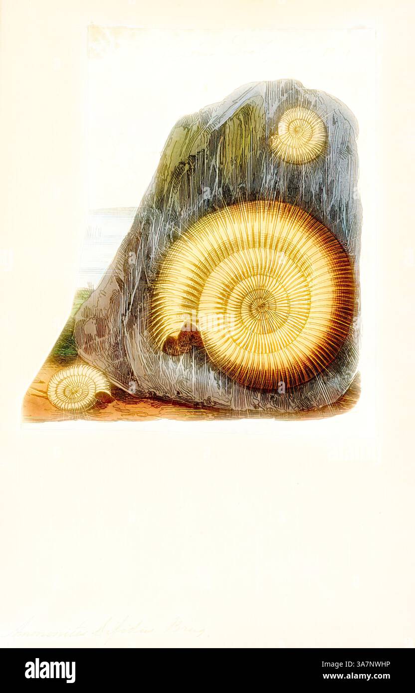 A close-up view of a rock embedded with spiral-shaped fossilized shells ...