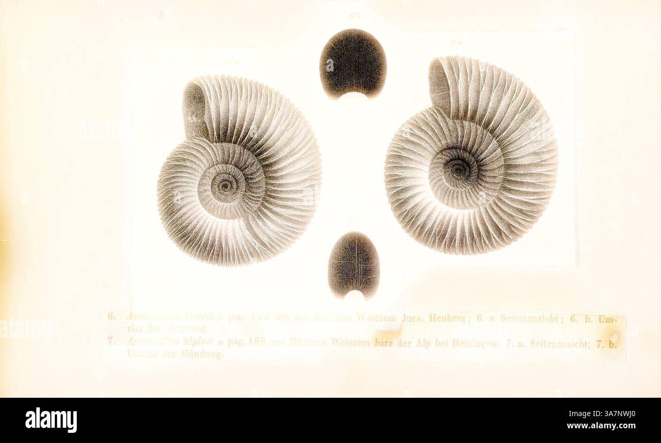 Two intricately detailed illustrations of ammonites, showcasing their ...