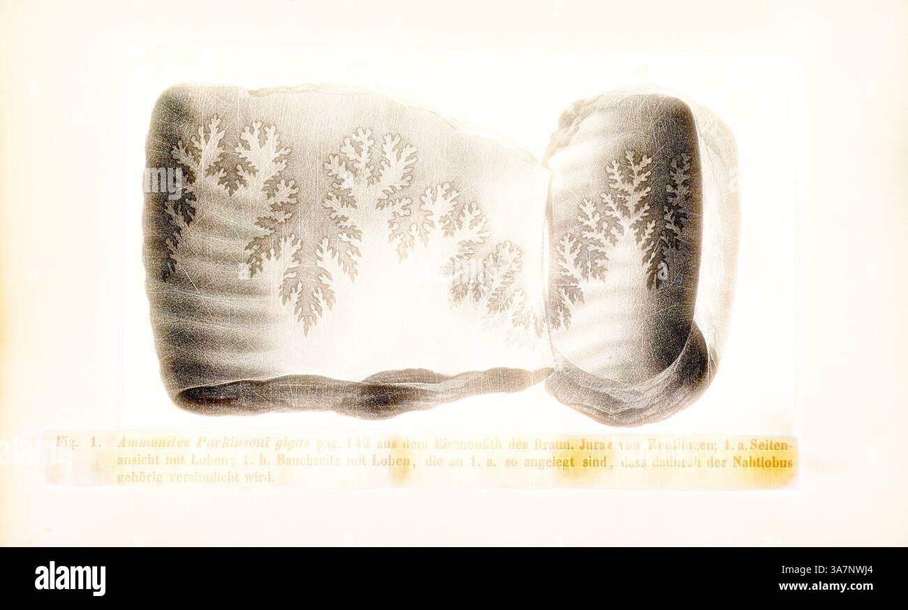 A botanical illustration featuring intricate fern-like patterns ...