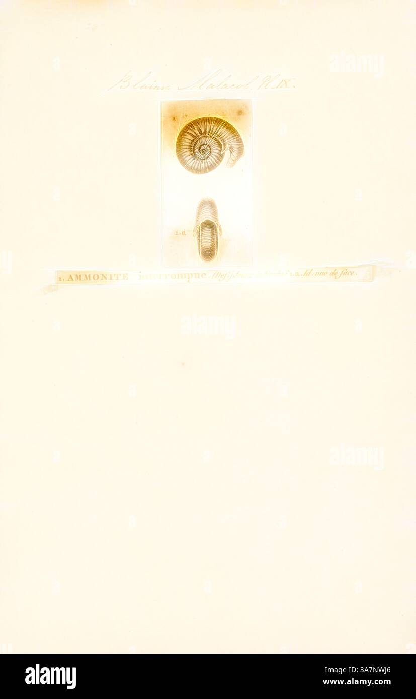 An illustration featuring a detailed depiction of a spiral ammonite ...