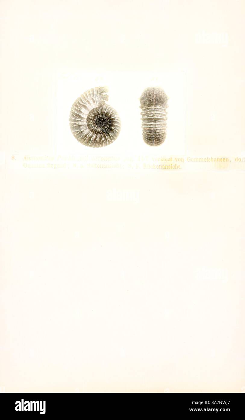 A collection of fossilized shells, featuring a spiral ammonite on the ...