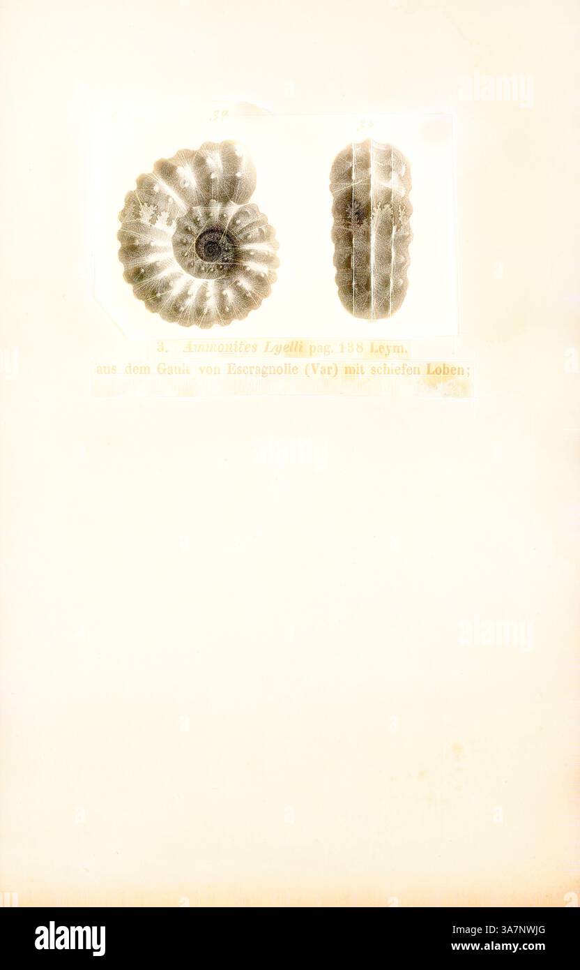 The illustration features two detailed depictions of nautiloid fossils ...