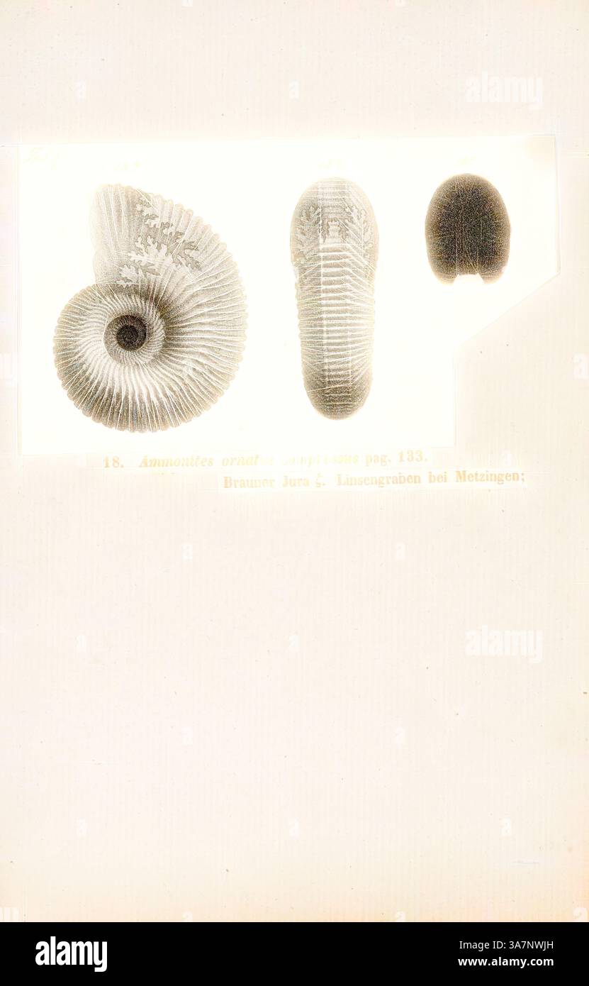 A detailed study showing three distinct ammonite specimens, showcasing ...