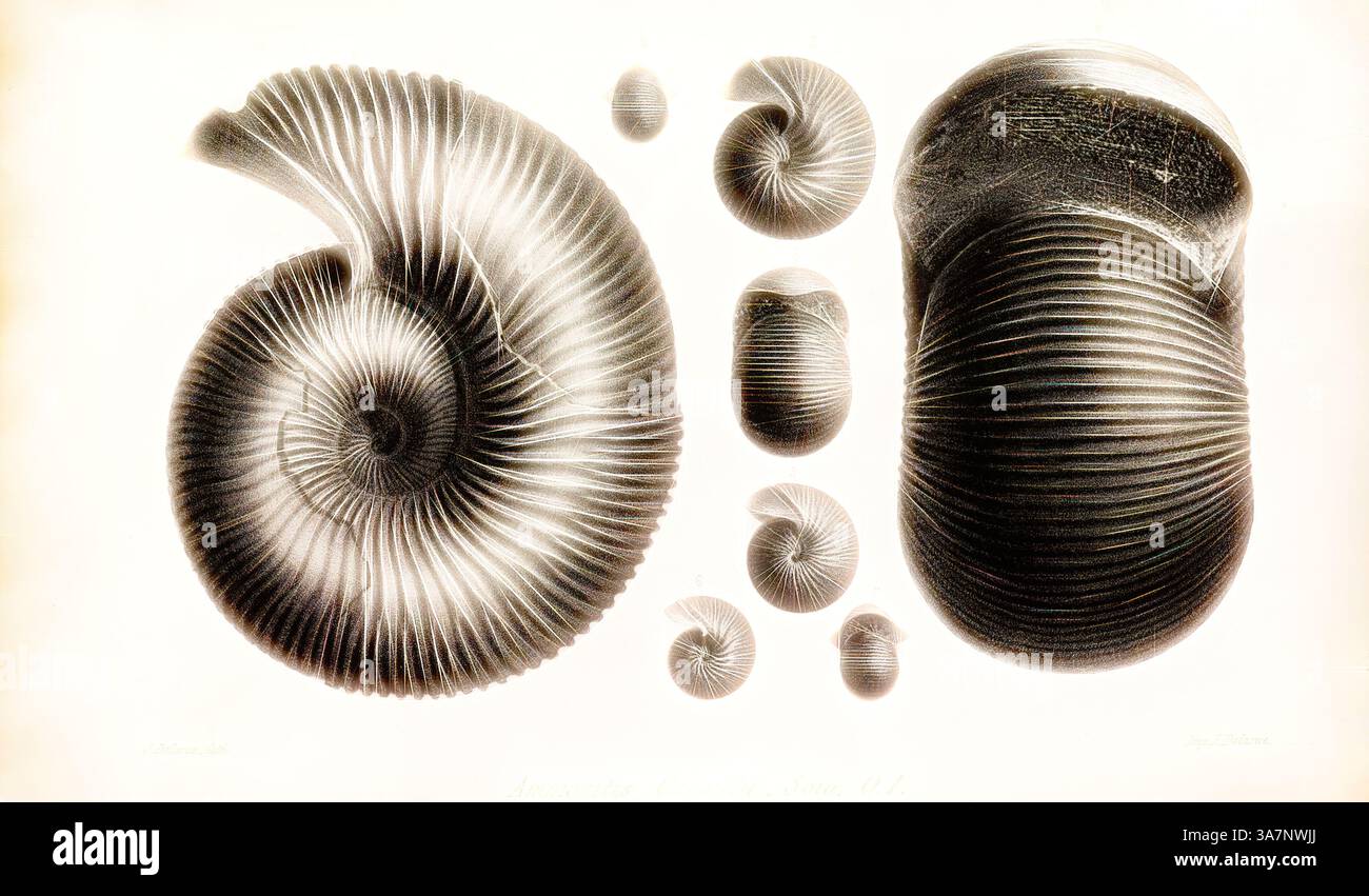 An artistic arrangement of intricately detailed shells, showcasing ...