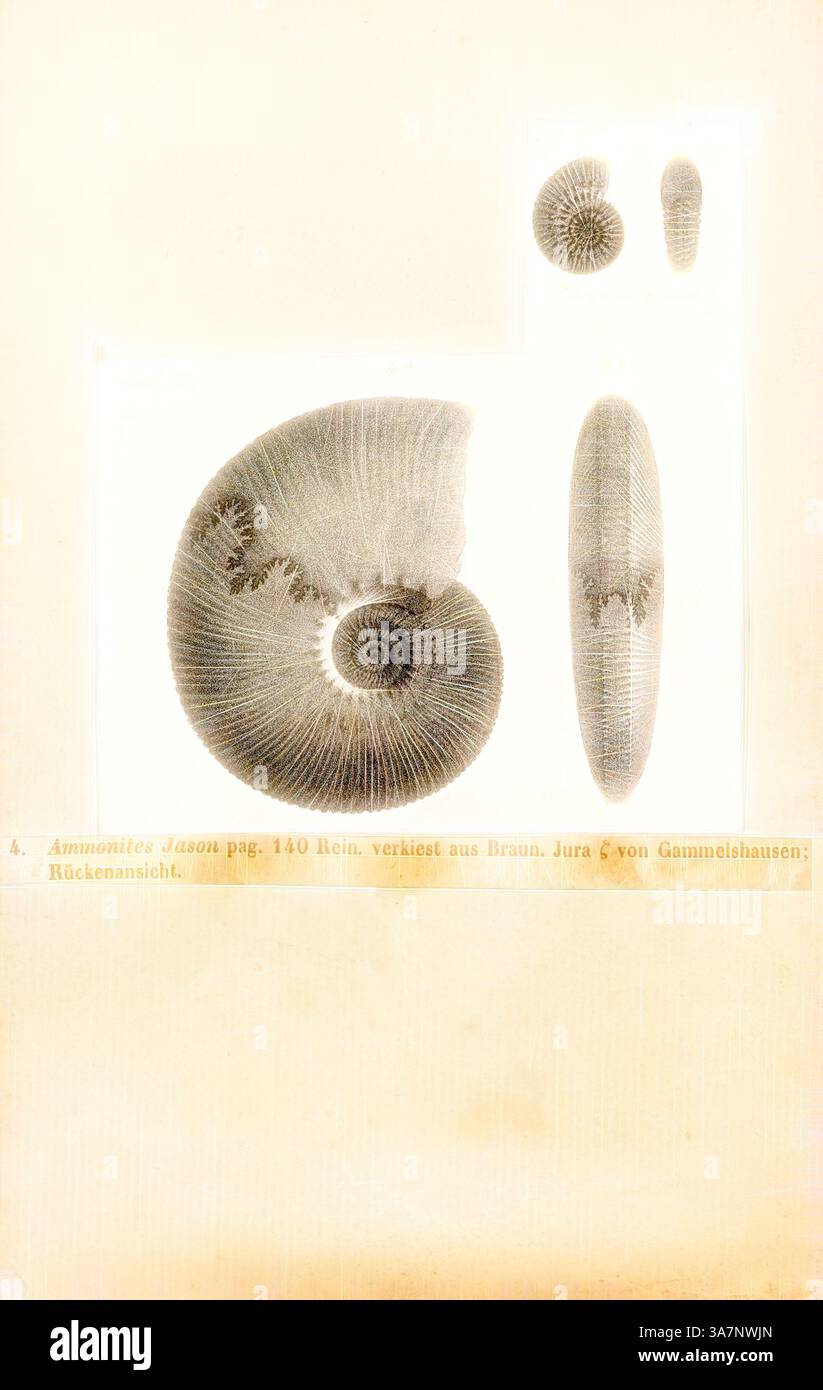 A collection of various ammonite fossils, showcasing their intricate ...