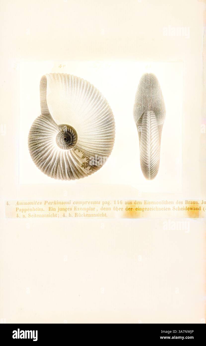 An illustration featuring two different views of an ammonite shell ...