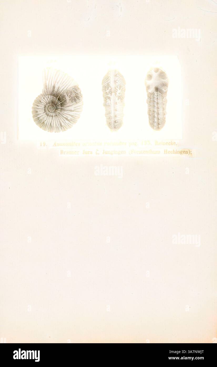 A collection of fossilized sea creatures is showcased, featuring an ...