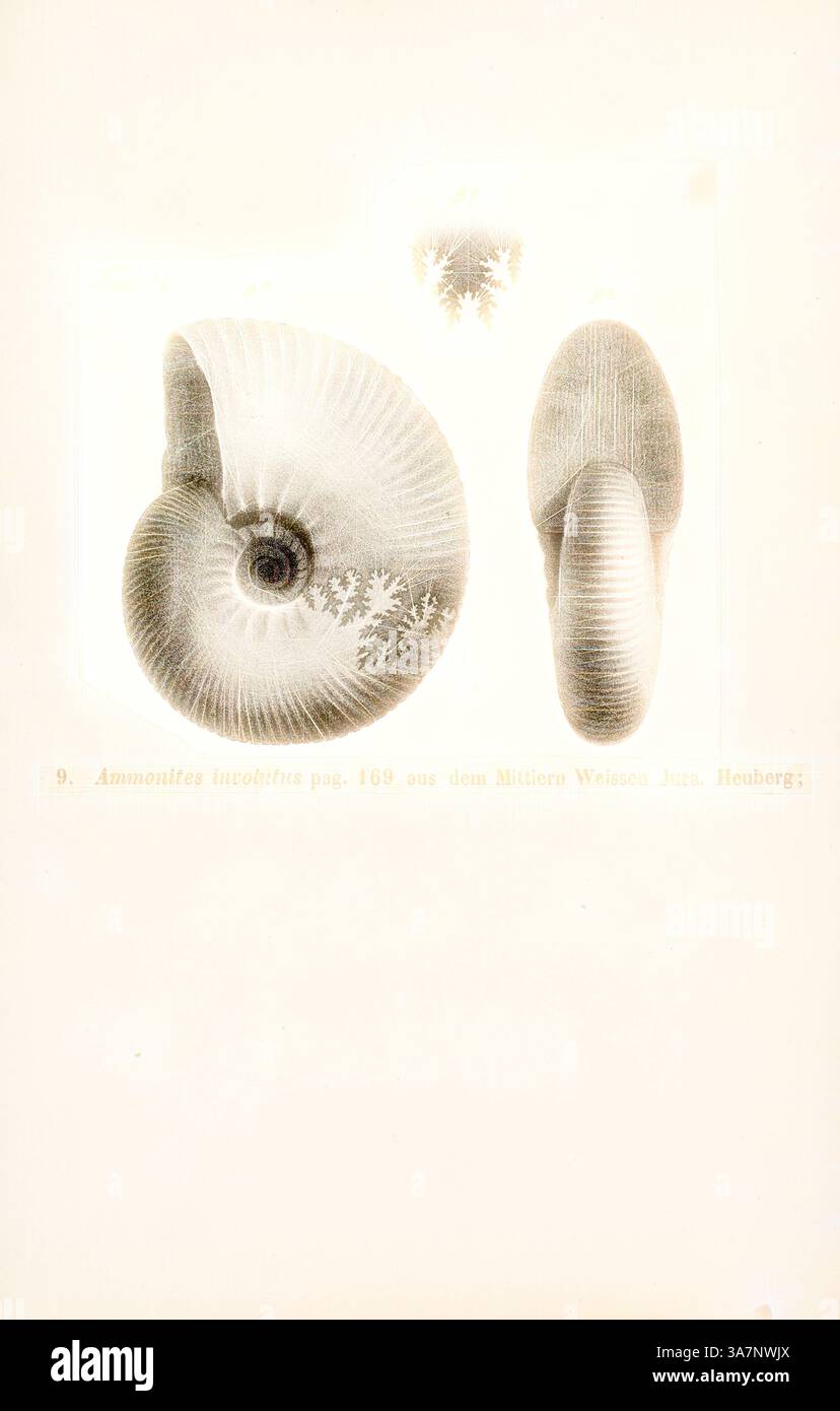An intricate illustration showcasing several ammonite shells ...