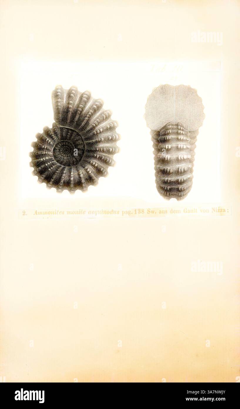 Two detailed illustrations of ammonite fossils hi-res stock photography ...
