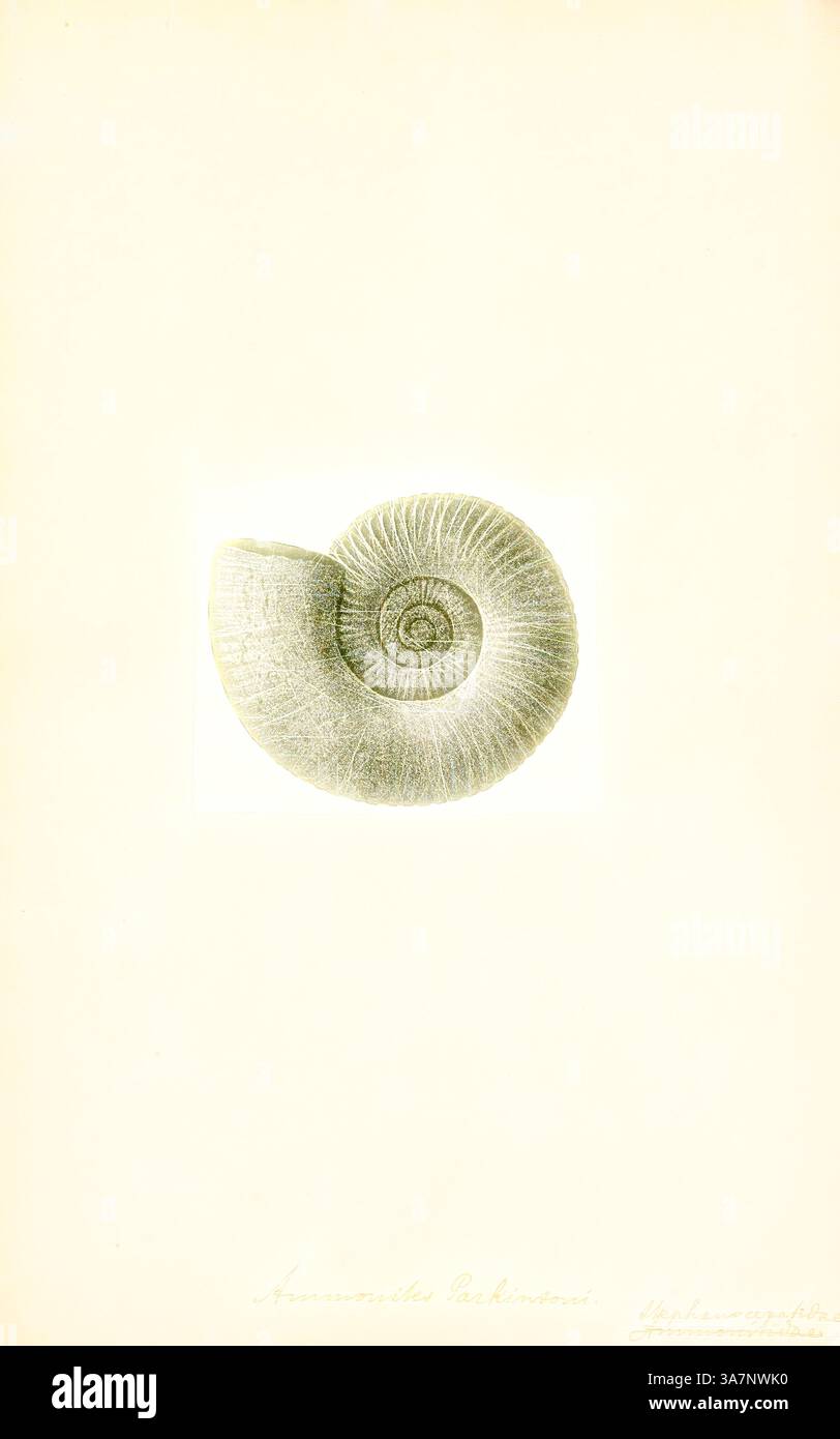 A beautifully detailed illustration of an ammonite shell, showcasing ...