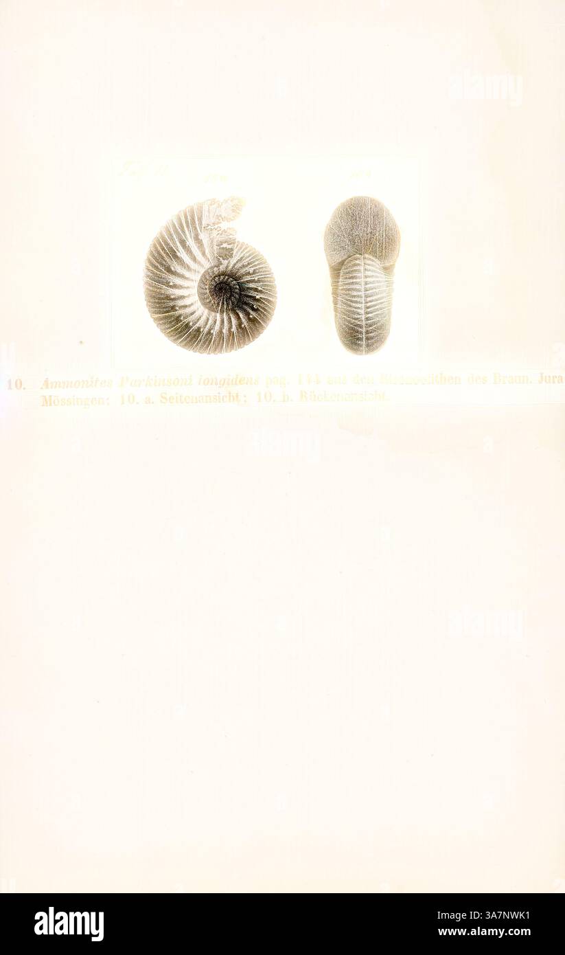 A detailed illustration of a pair of ammonites, showcasing their ...