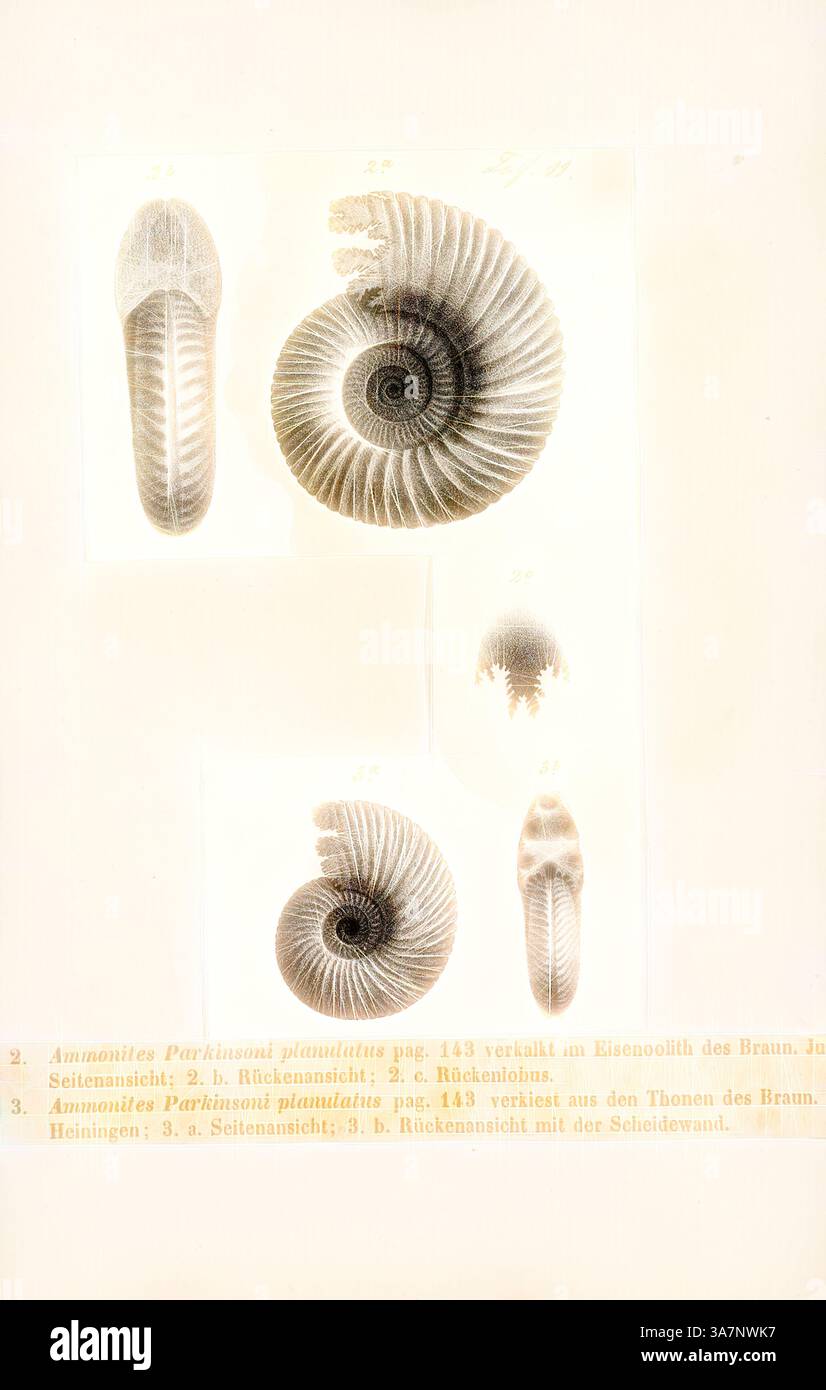 A collection of detailed illustrations showcasing various ammonite ...