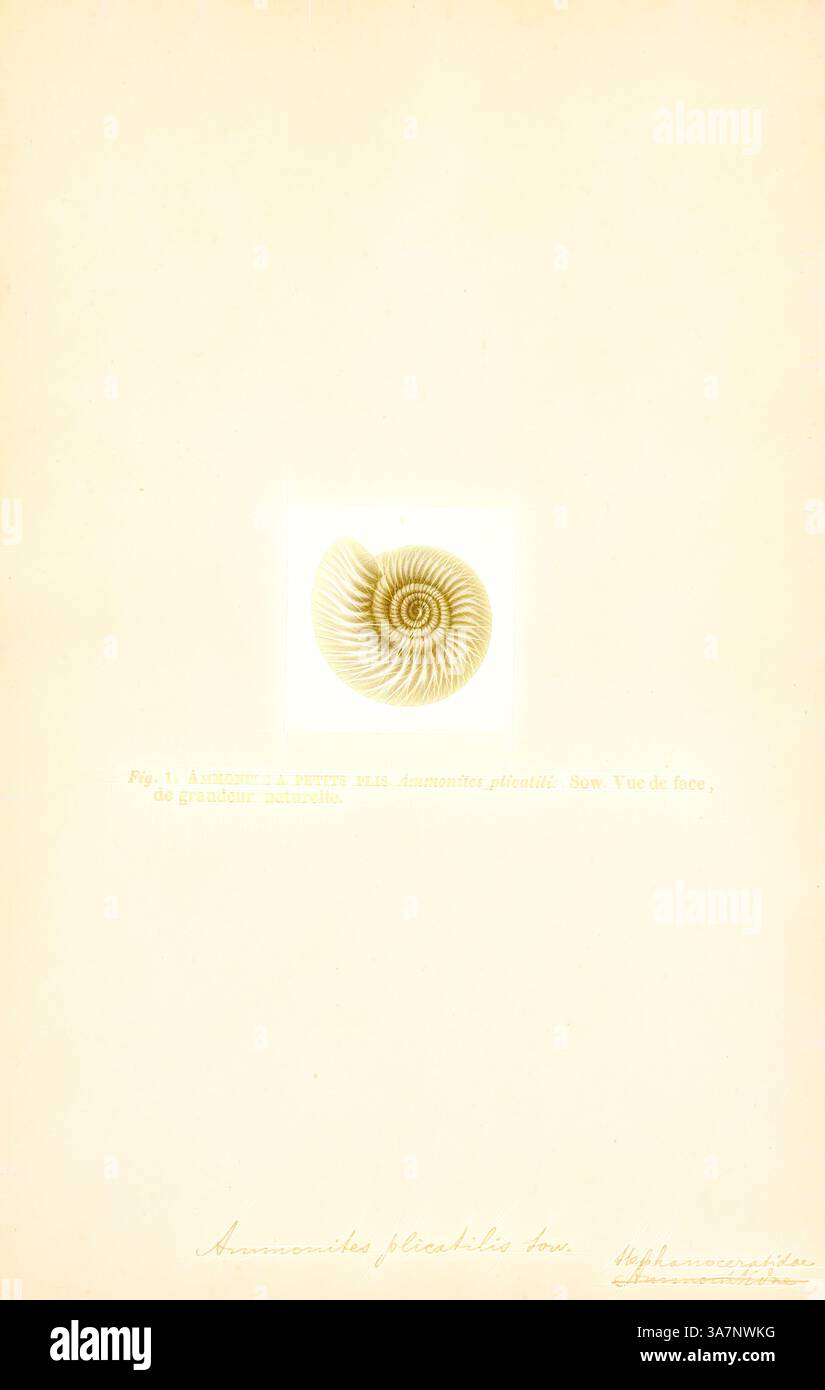 An intricate illustration of an ammonite shell, showcasing its ...