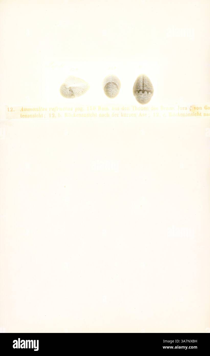 A series of three shell illustrations, showcasing distinct shapes and ...