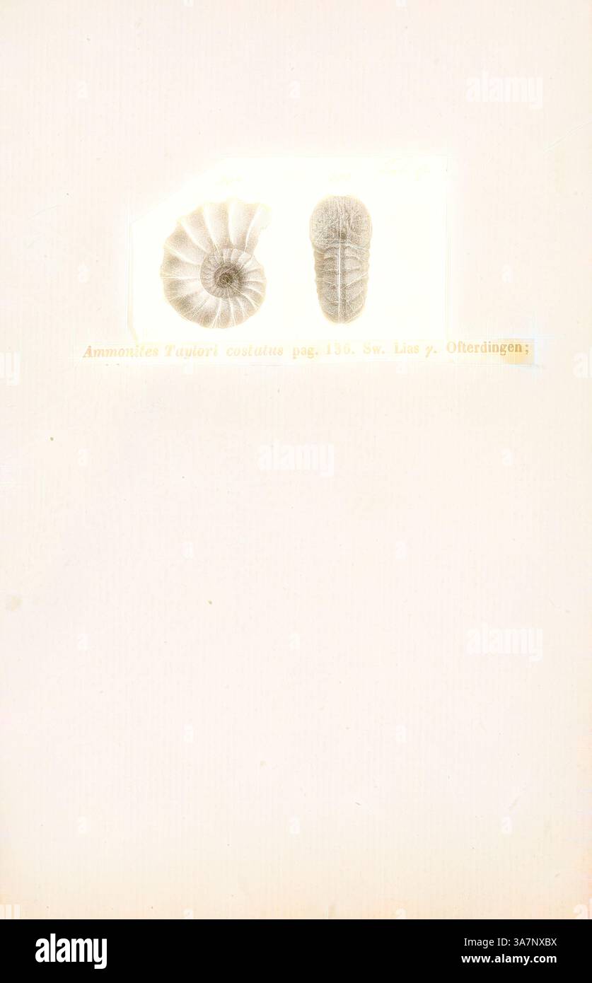 A detailed illustration featuring a spiraled ammonite fossil alongside ...