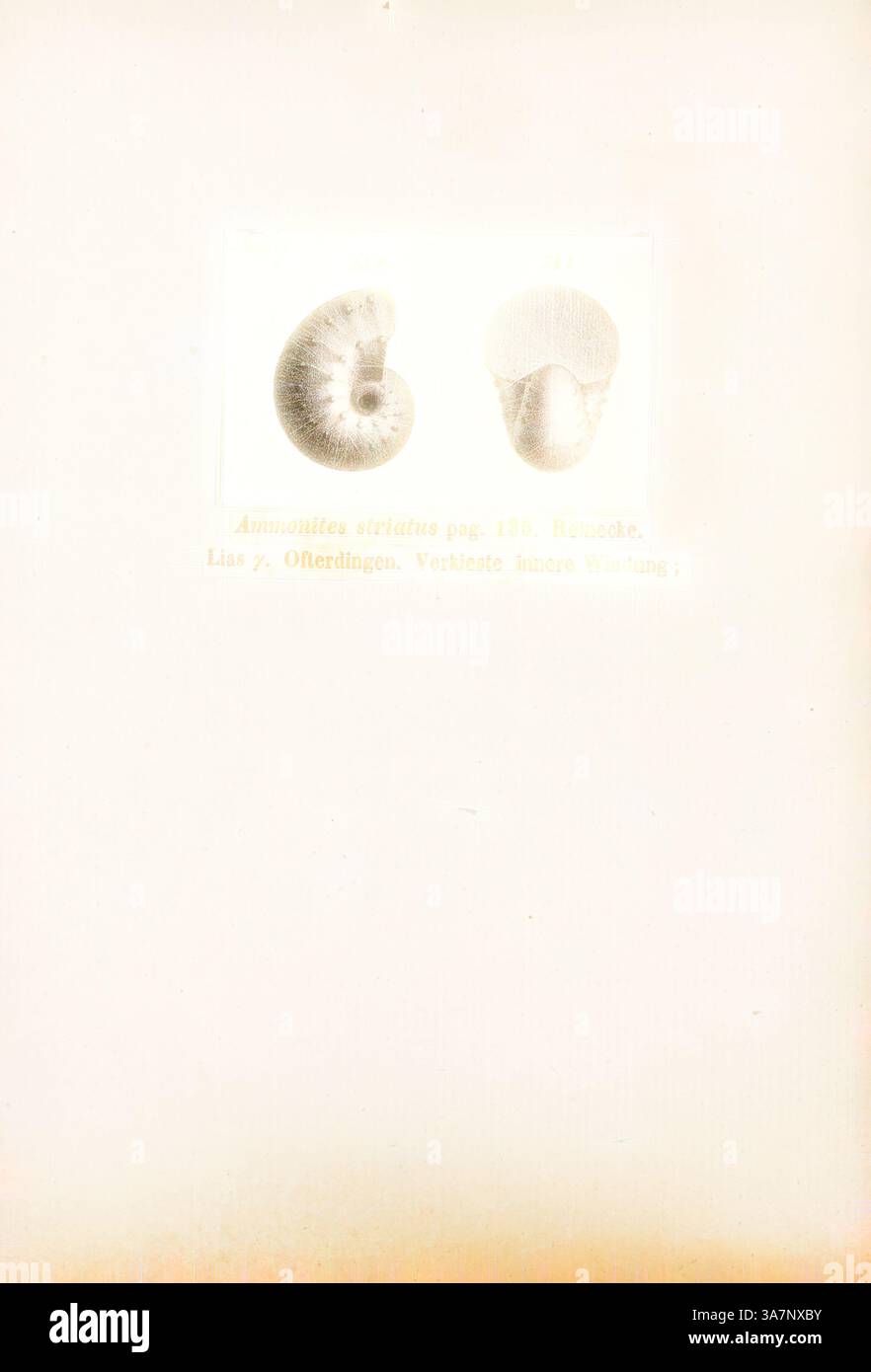 A detailed illustration displaying two distinct ammonite fossil ...