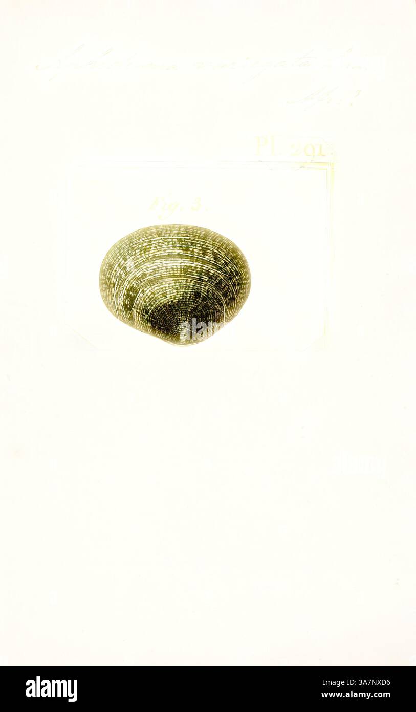 An intricately detailed shell, showcasing its natural curves and ...