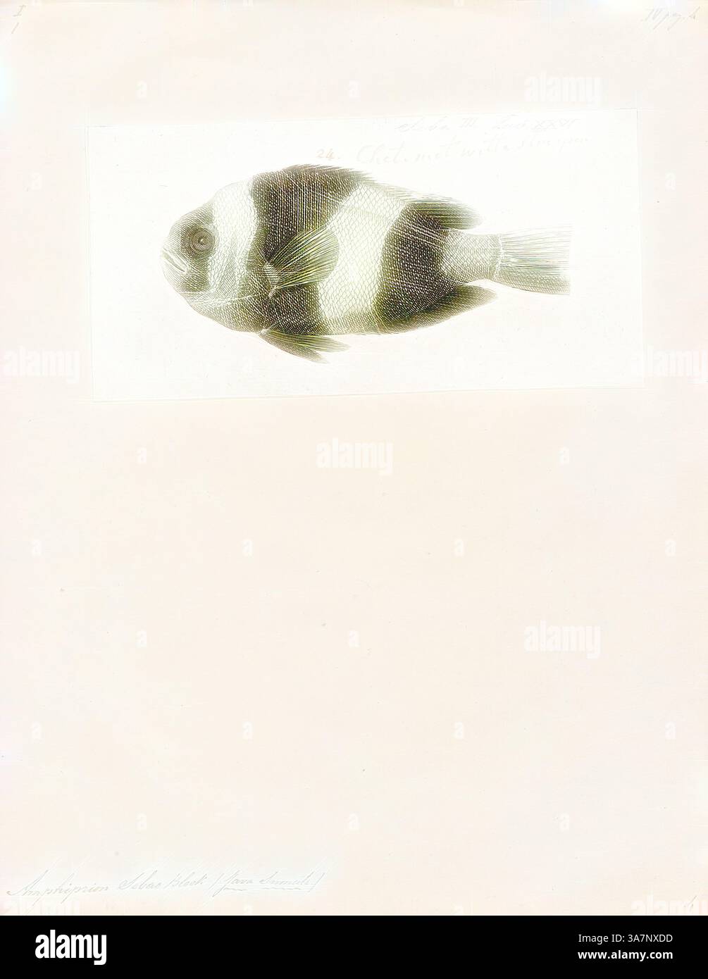A detailed illustration of a fish featuring distinct black and white ...