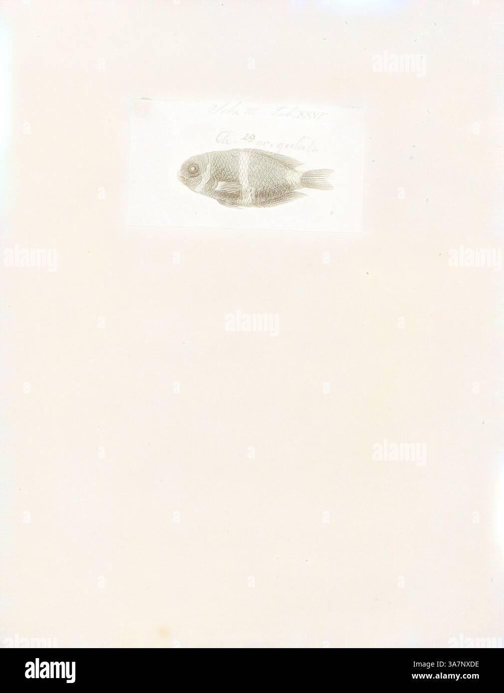 An illustration of a fish labeled "C. dubius," showcasing its distinct ...