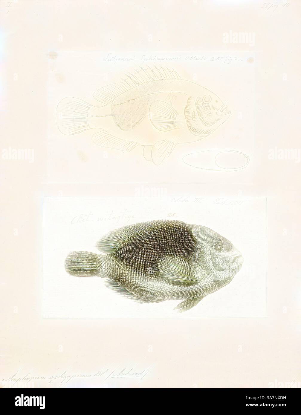 A detailed illustration featuring two distinct fish species, showcasing ...