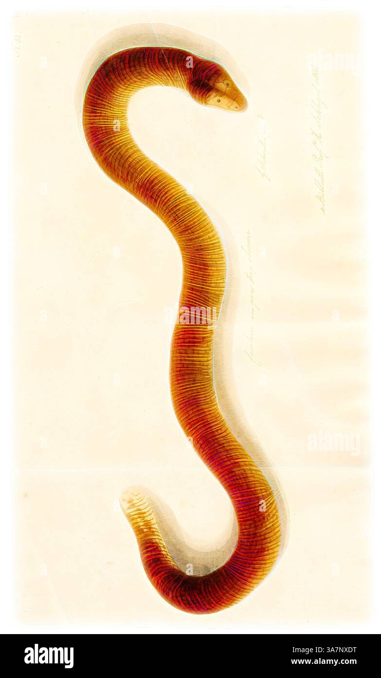 Species of amphisbaenian in Cut Out Stock Images & Pictures - Alamy