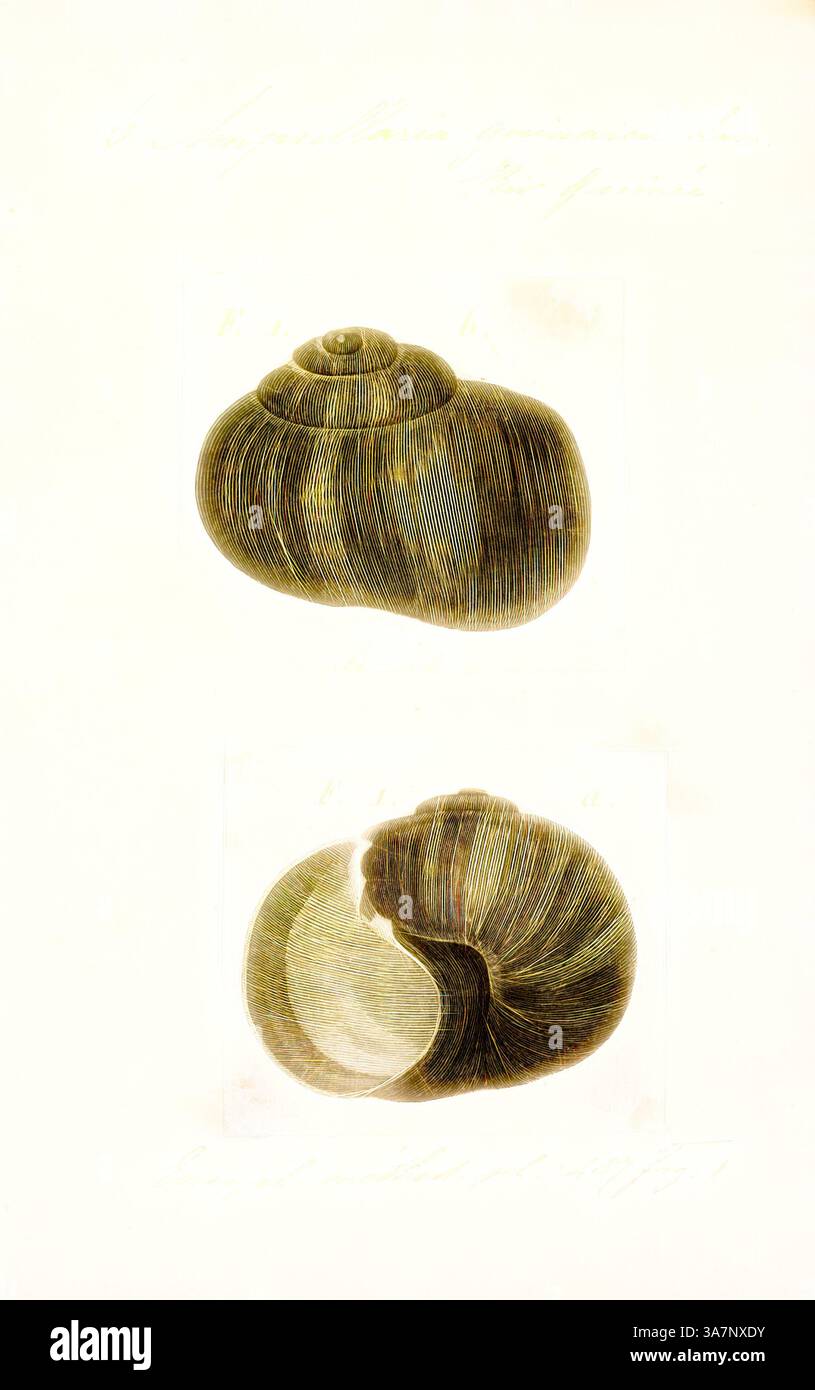 A detailed illustration showcasing two distinct shells, emphasizing ...