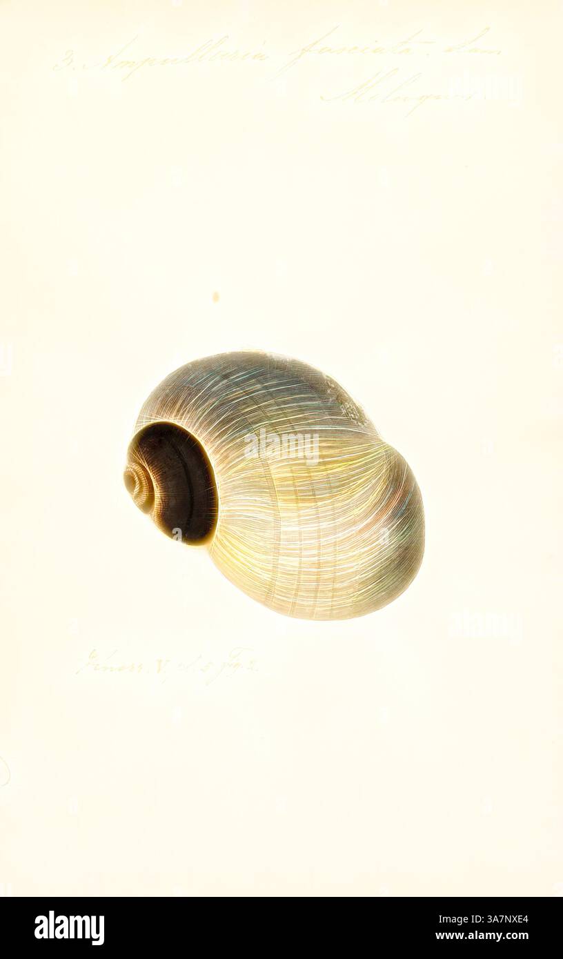 A beautifully spiraled seashell displays intricate patterns and ...