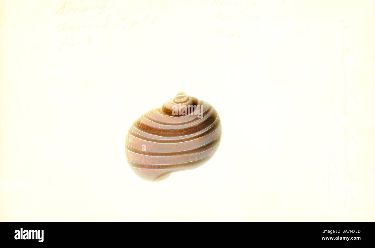 A beautifully intricate shell showcases smooth curves and alternating ...