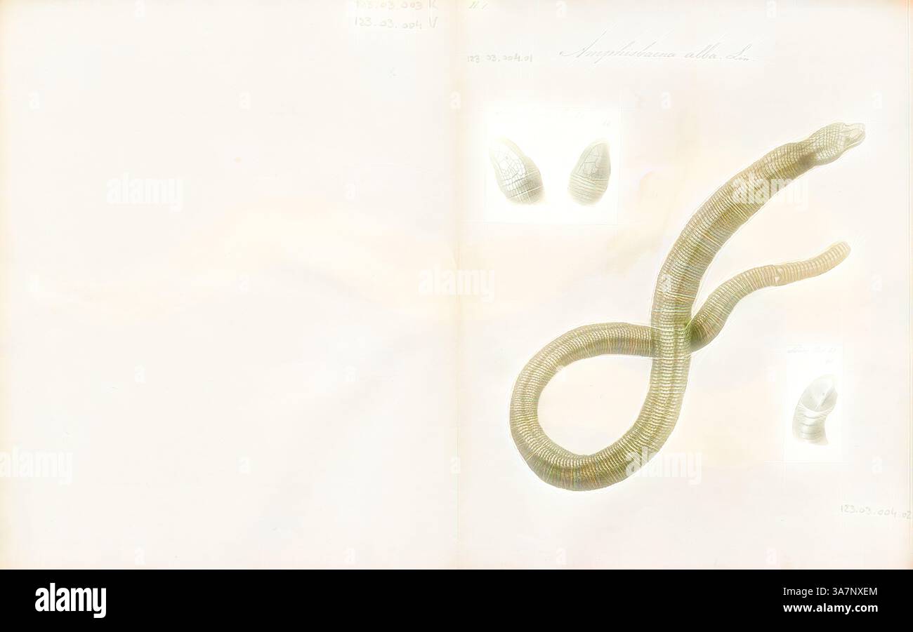 Depicted alongside two species hi-res stock photography and images - Alamy