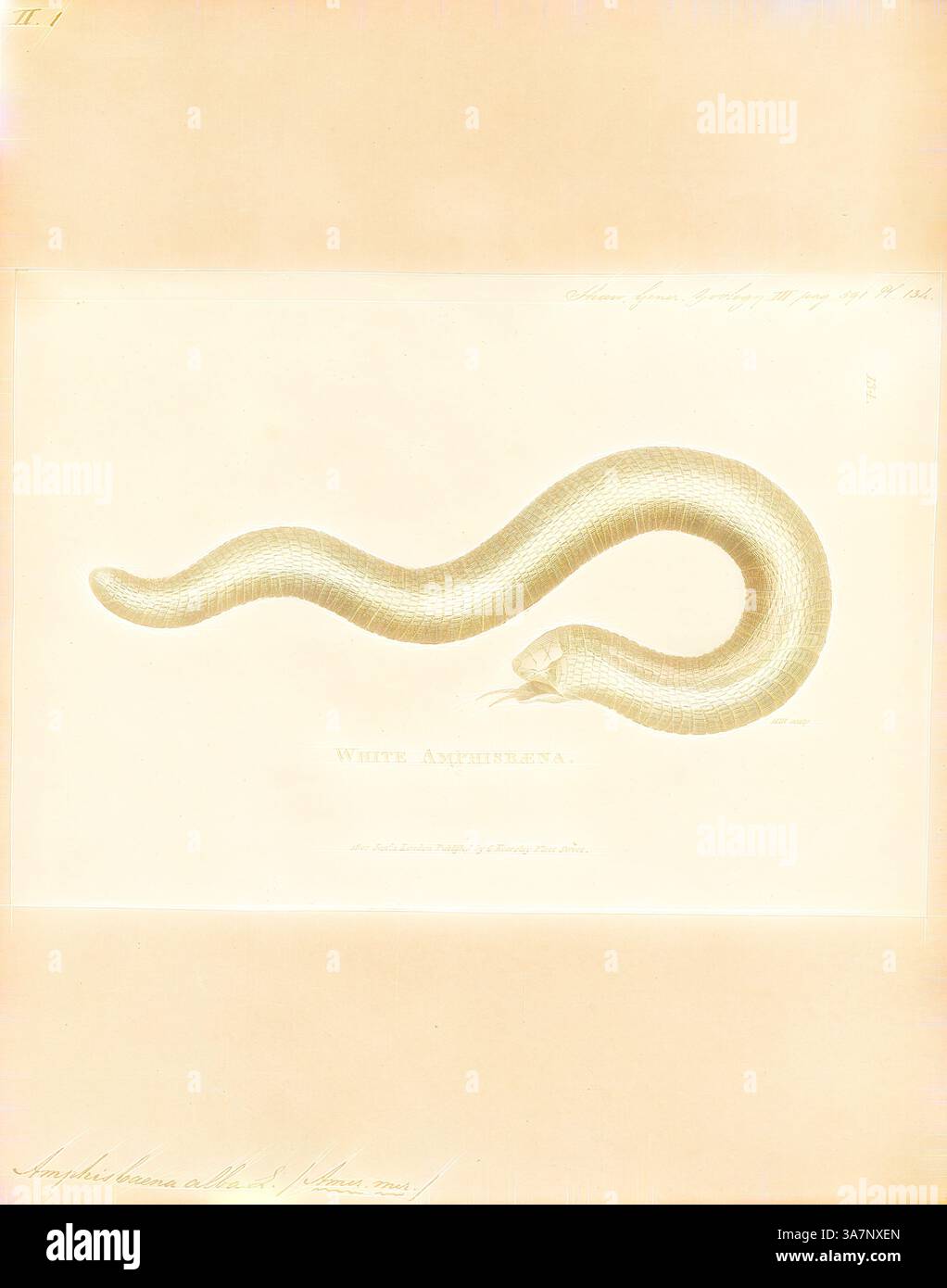A detailed illustration of a snake, showcasing its elongated body and ...