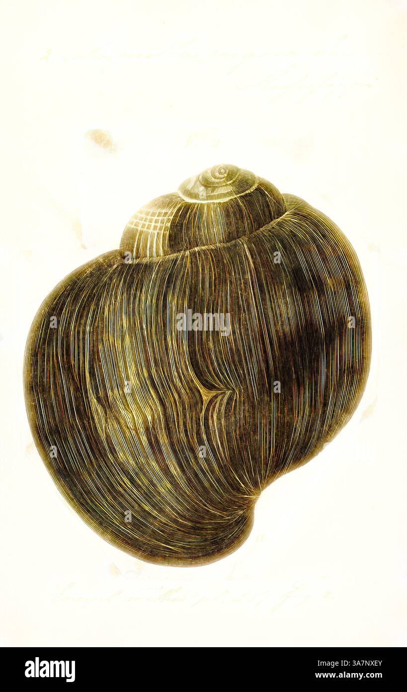 A beautifully detailed illustration of a spiral-shaped seashell ...