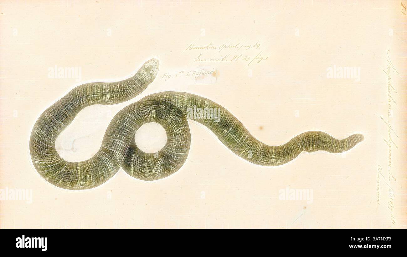 Ventral scales snake hi-res stock photography and images - Alamy